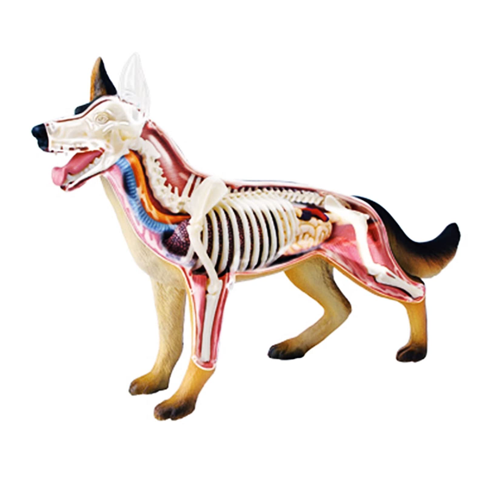 Anatomia E Fisiologia Do Lobo