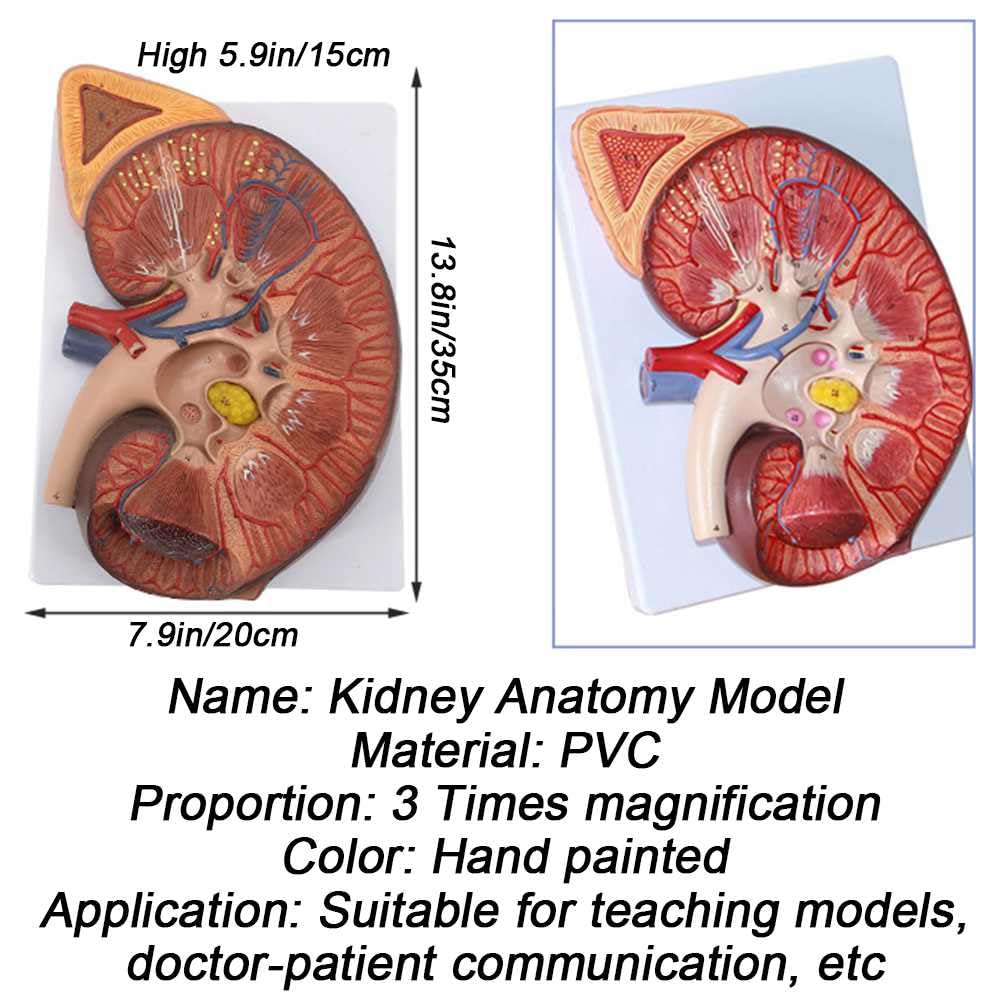 Labeled Model Of Nephron Anatomy Models Labeled Anatomy