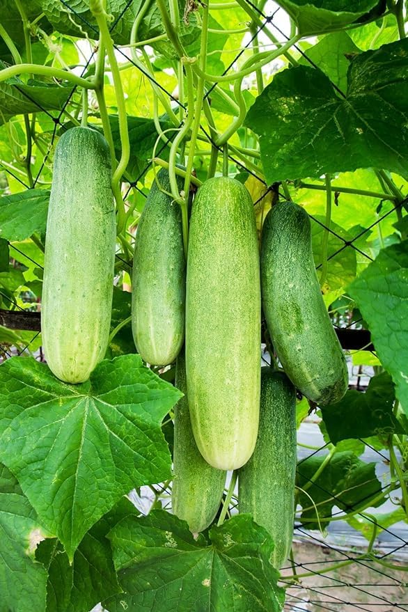 Desi Kheera/Cucumber Seeds for Growing, High Germination rate | 46 ...
