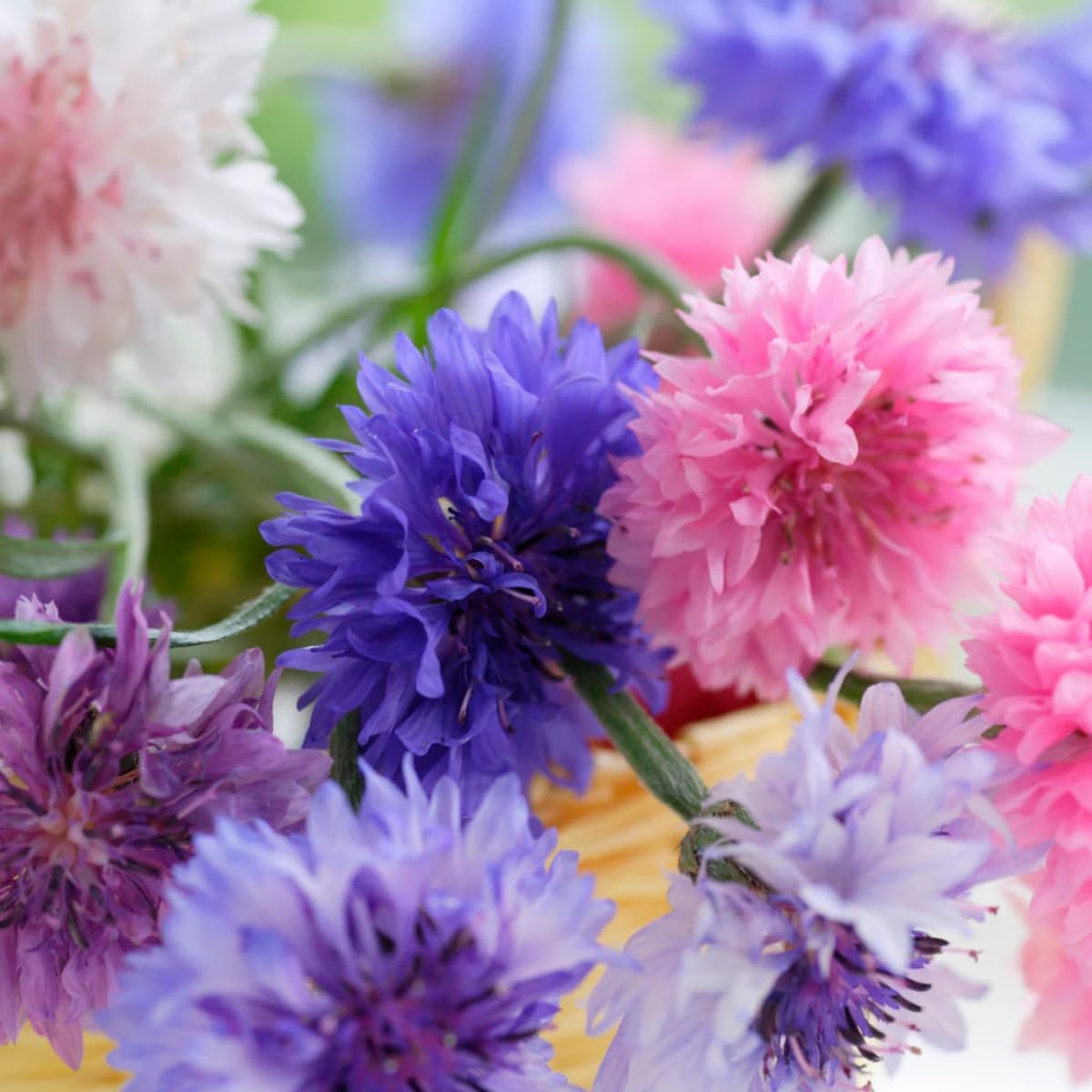Amazon.com : 3000+ Cornflower Seeds for Planting Mix Dwarf Bachelor ...