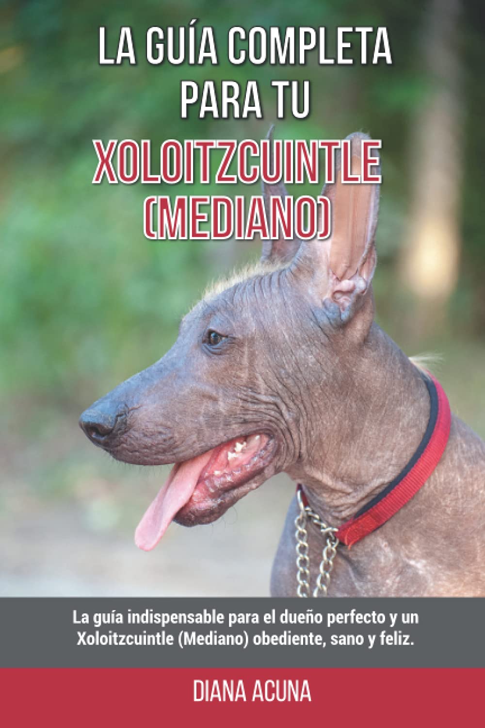 La Guia Completa Para Tu Xoloitzcuintle Mediano La Guia Indispensable ...