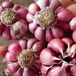 Amazon.com : 1 Pound Garlic for Planting in Fall Hardneck, 8-10 Chesnok ...
