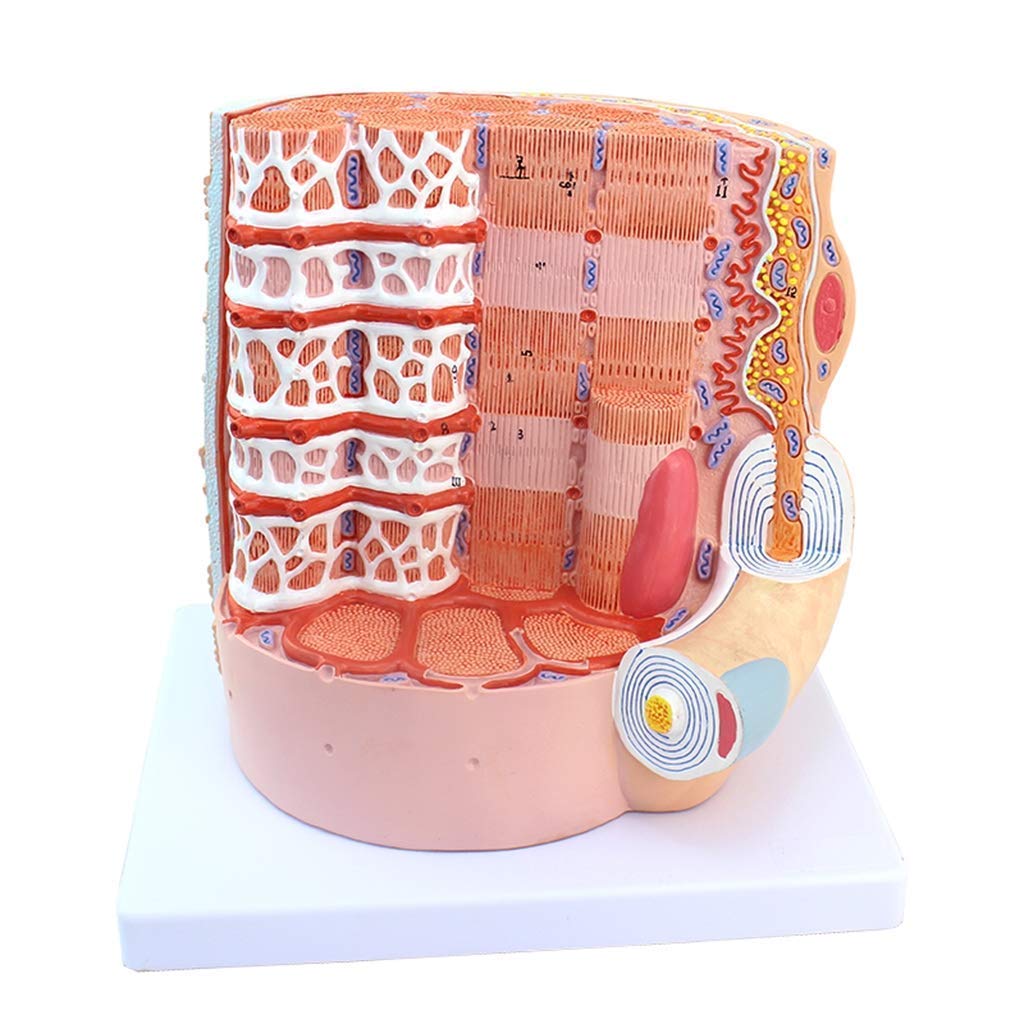 Buy XYSQWZ Assembly Educational Model Muscle Fiber Model Zoom in 10 ...