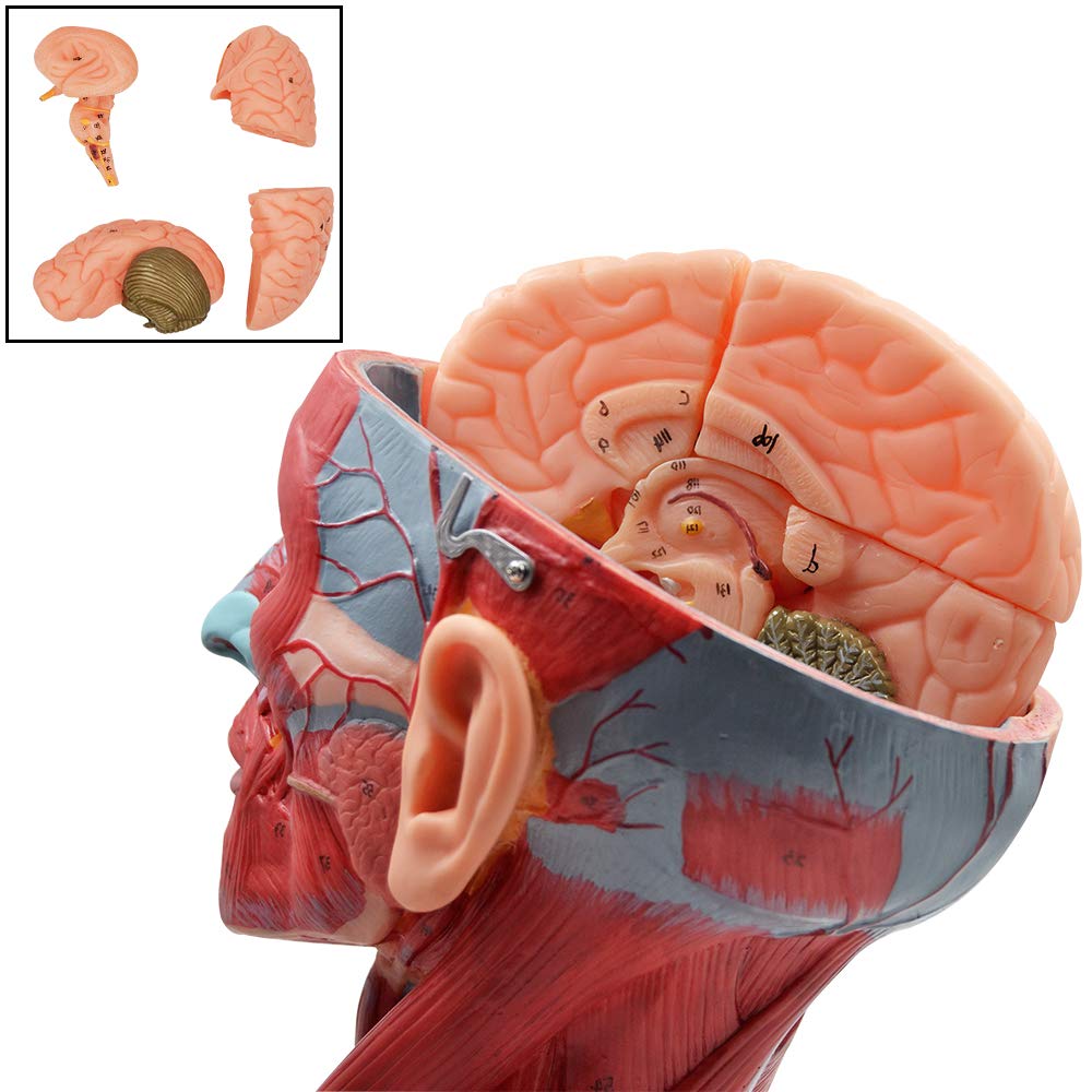 Scientific Human Head Model Anatomy Model Features Half Head Muscular ...