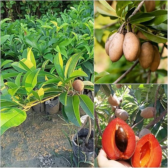 Chiku plant grafted/Grafted plant for chiku (Red Sapota, Hybrid) Exotic ...