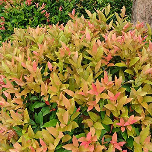 Royal Paradise Garden Christina tree (Syzygium Campanulatum) Wild ...