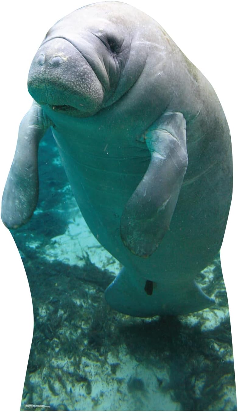 Amazon.com: Cardboard People Manatee Life Size Cardboard Cutout Standup ...