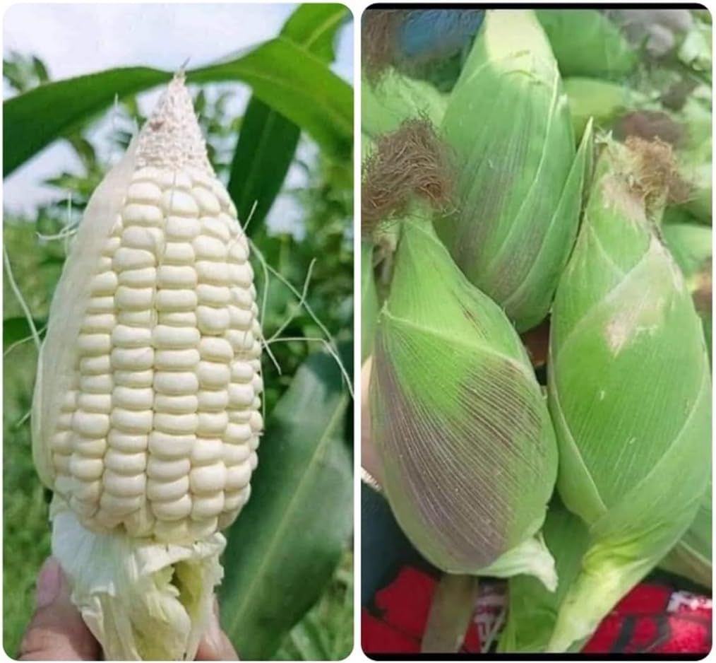 Amazon.com : 25+ BAP NEP NU SUA Round Shape Corn Seeds Waxy glutinous ...
