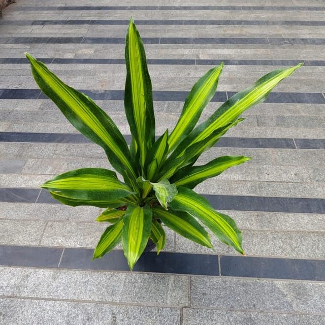Dracaena Victoria in 8 Inch Live Indoor Plant Nursery Pot : Amazon.in ...