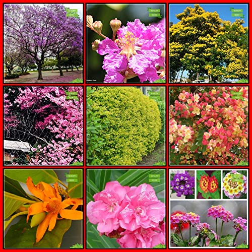 Creative Farmer Plants Seeds Combo Tree Seeds : Jacaranda Mimosafolia ...