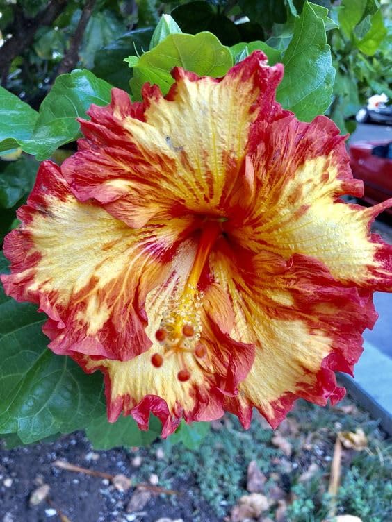 Florona Rare Chemparathi Plant Exotic Hibiscus ' Yellow Red ' 1 Healthy ...