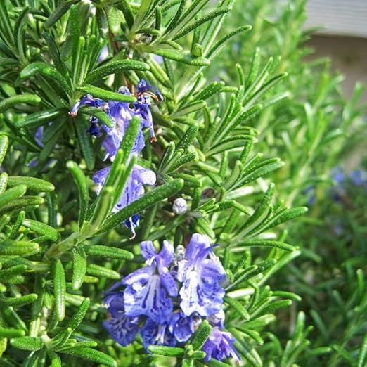 Amazon.com : Rosemary Plant Live, Rosemary Plant, Herb Plant in Potted ...