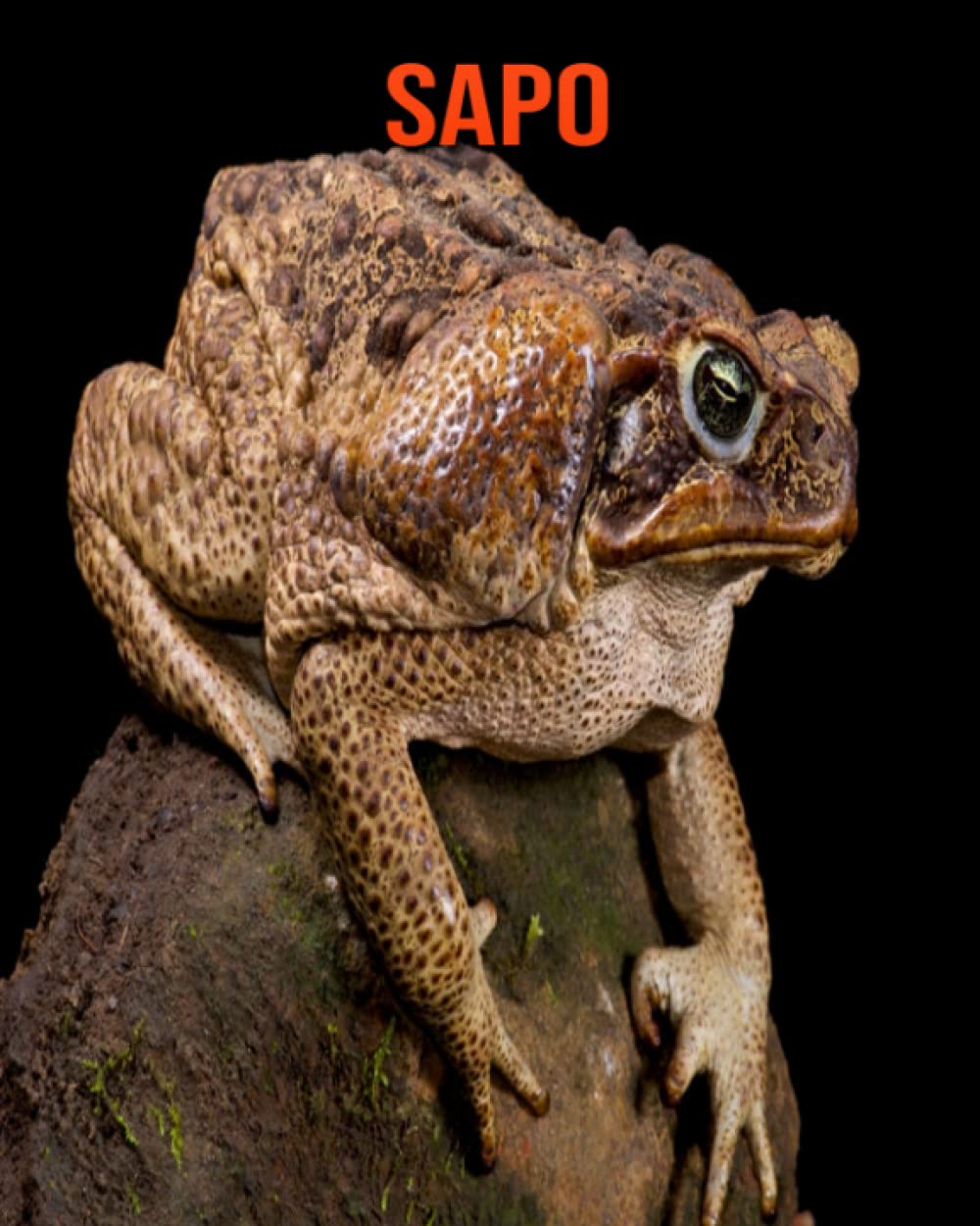 Buy Sapo: Libro para niños con imágenes hermosas y datos interesantes ...