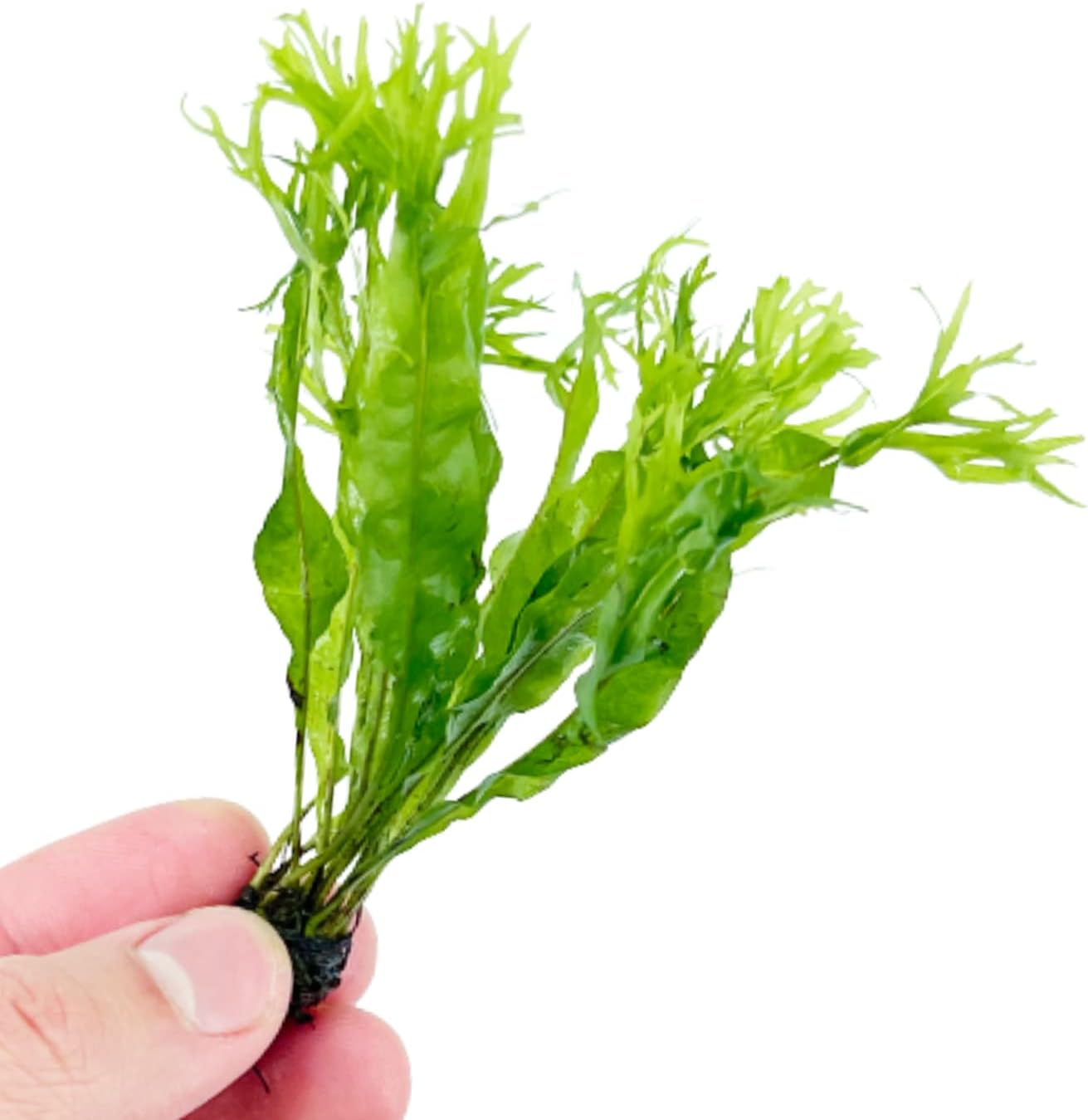 Amazon.com: Planterest - Java Fern Windelov Microsorum Pteropus Loose ...