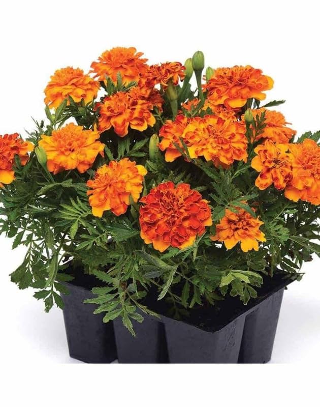 Easy Grow Marigold Seeds – Pack Of 30 : Amazon.in: Garden & Outdoors