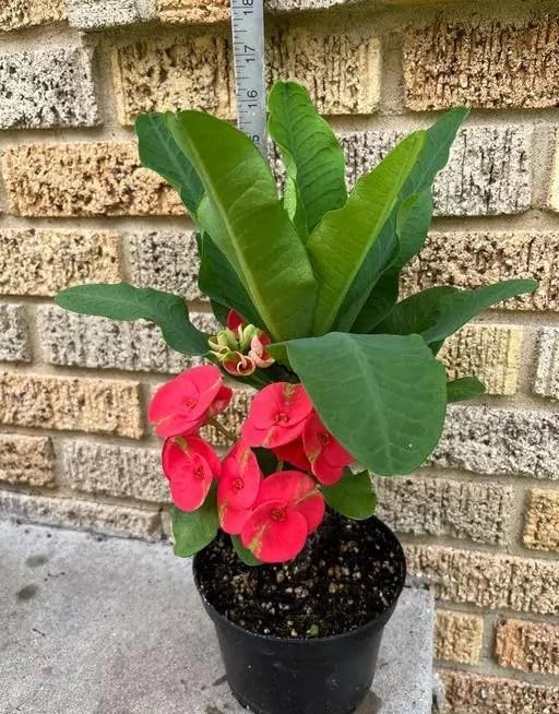 Red Euphorbia Mili Flower Mature Live Plant 18-24 inch Height Pack of 1 ...