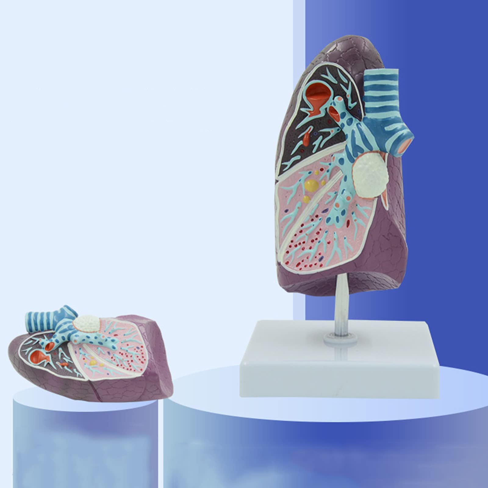 Buy Lung Model,Anatomy Model,Scientific Human Anatomy Lung Model Human ...