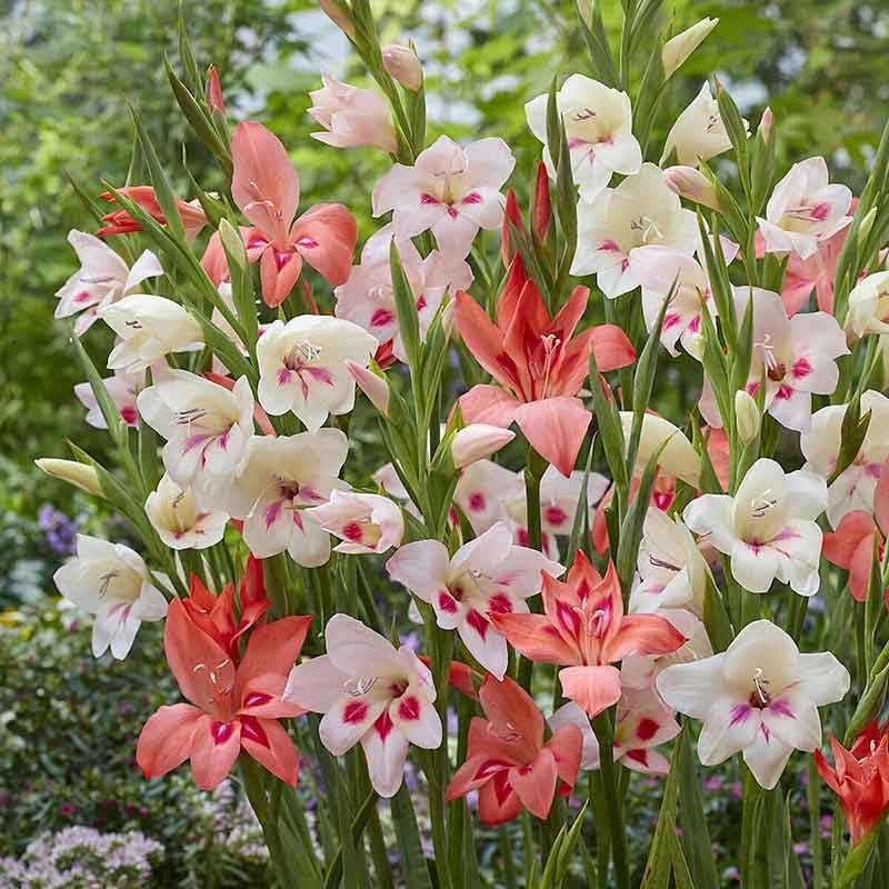 Amazon.com : Easy to Grow Gladiolus 'Hardy Glads Mix' (30 Pack ...