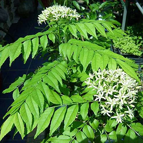 Curry patta tree,tree for curry patta (Pack of 2) : Amazon.in: Garden ...