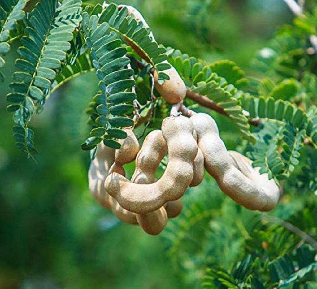 Creative Farmer Live Plant Grafted Tamarind (Tamarindus Indica) Fruit ...