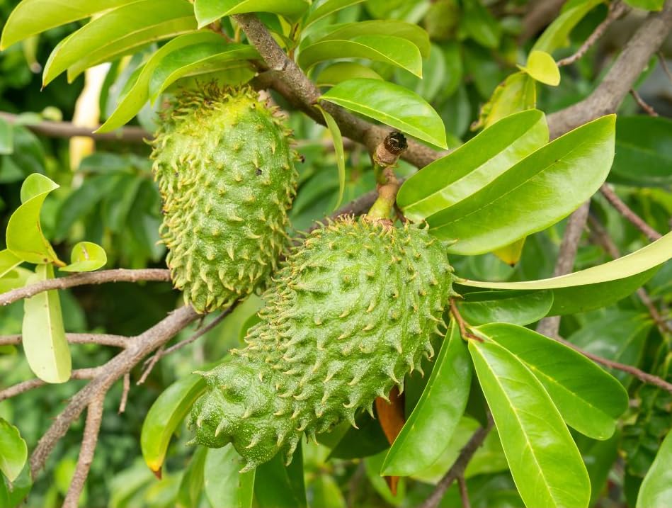 Guanabana Tree About The Soursop Tree… | Graviolaworld
