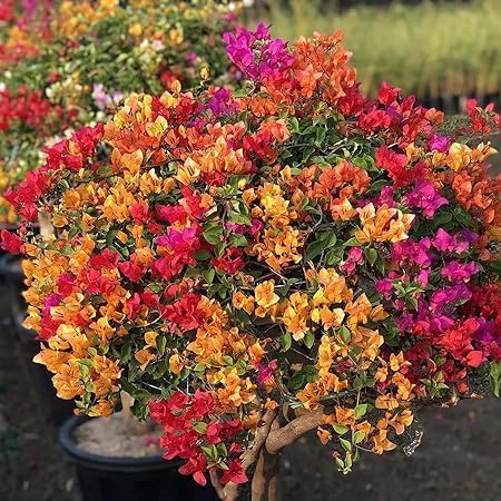 ALL IN ONEE 8-10 Colour Multi Grafted Bougainvillea Kagoj Flower Live ...
