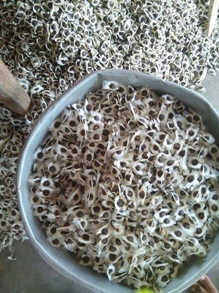 PKM2 Moringa Seeds - PKM2 Drumstick Seeds for Vegetable Plantation ...