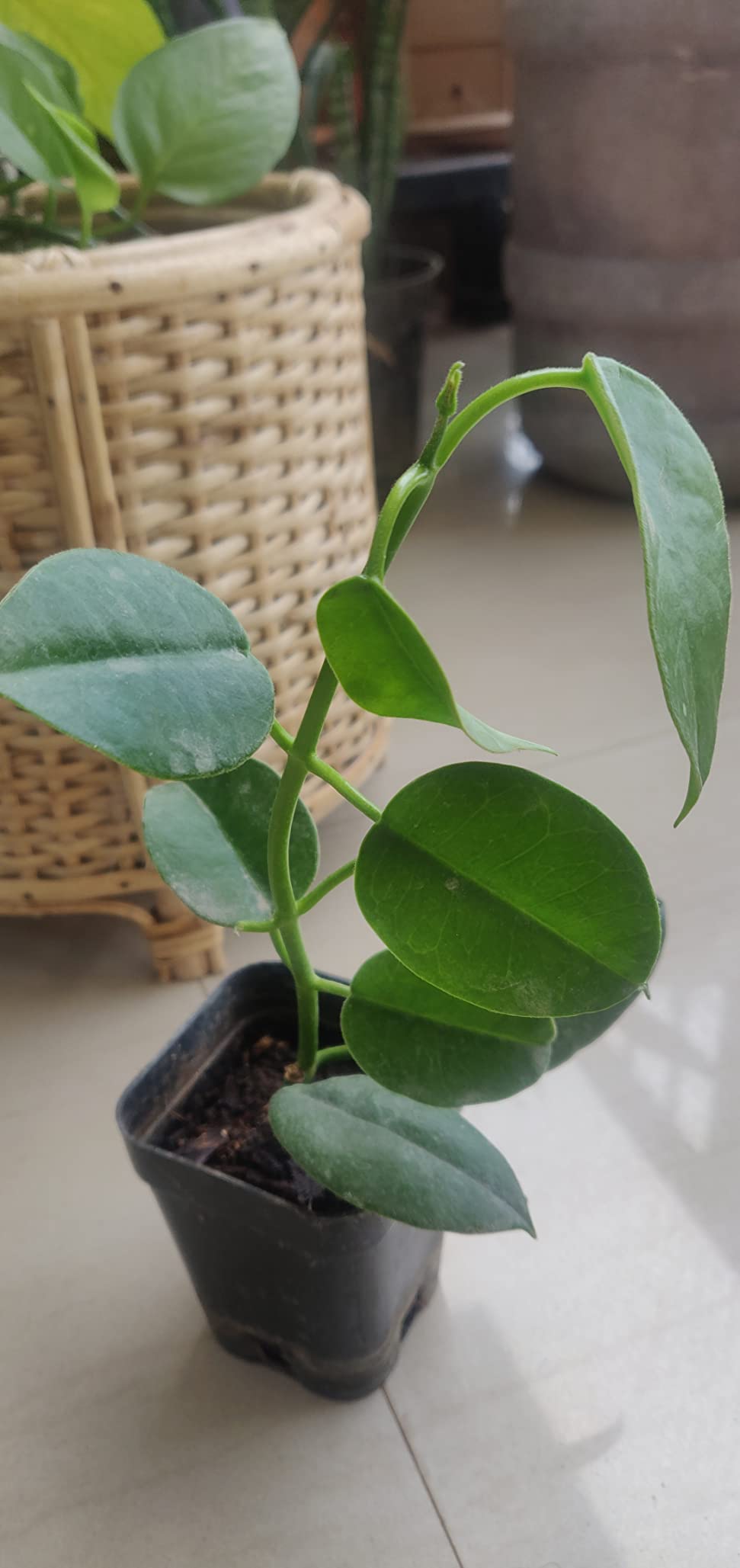 GREEEN Earth Hoya CV Ruthie Small Plant : Amazon.in: Garden & Outdoors