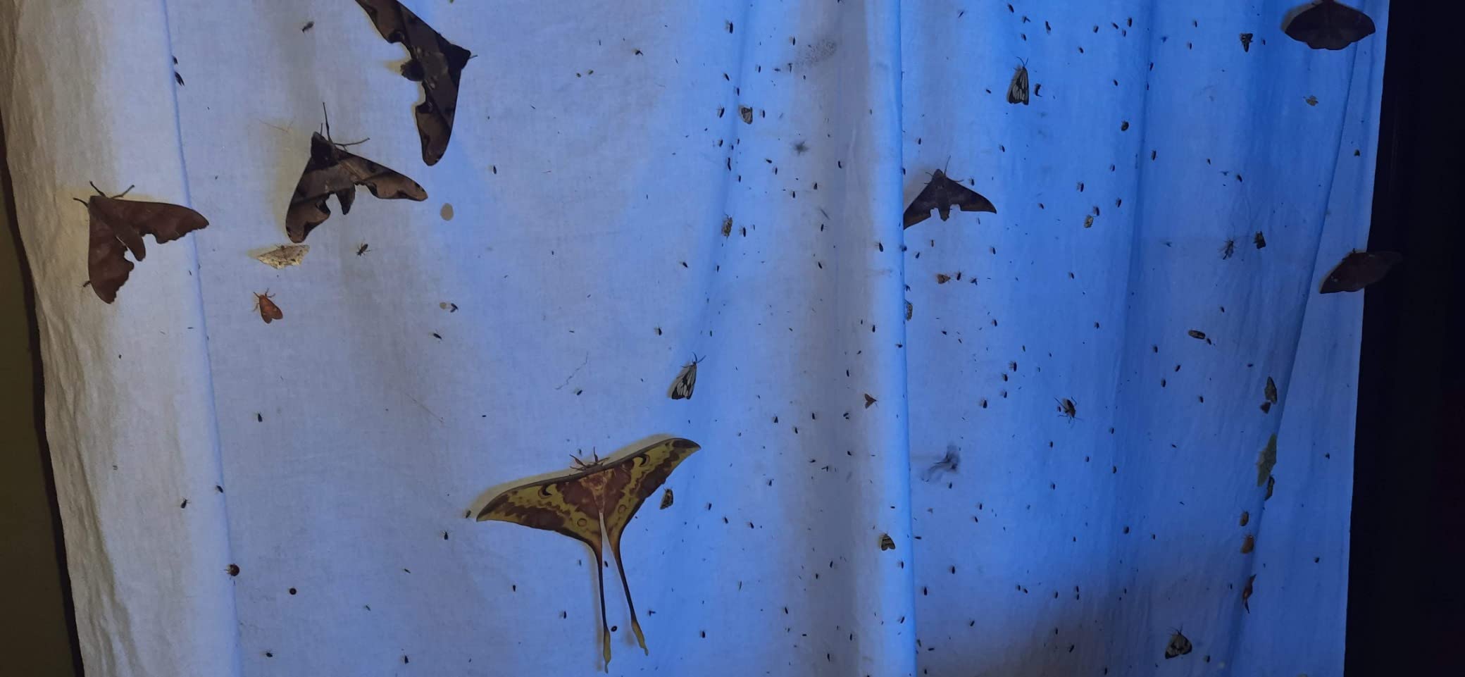 Philips Insect Killer Blue Tube Uv Pesto Flash Light, Led Tubelight ...