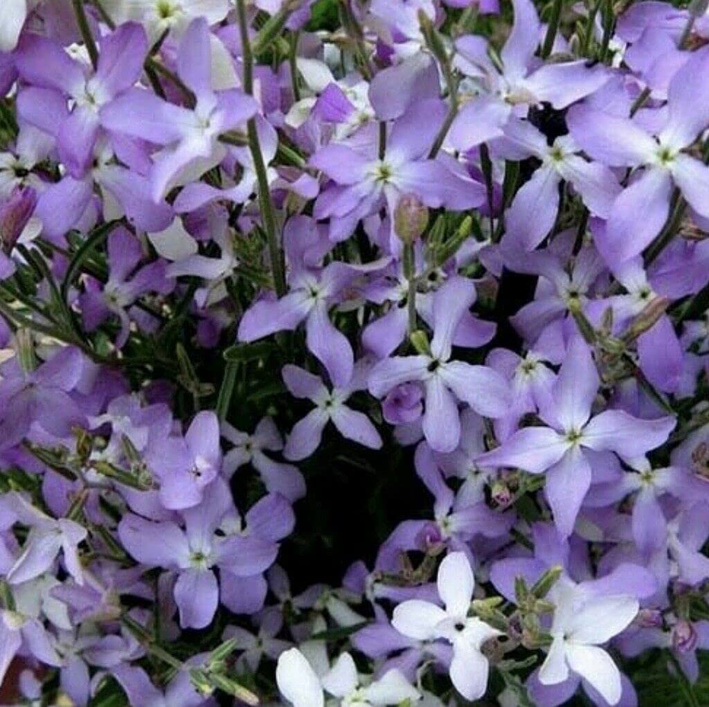 Buy Fresh - Night Scented Stock - Matthiola Incana. 50 Online at ...