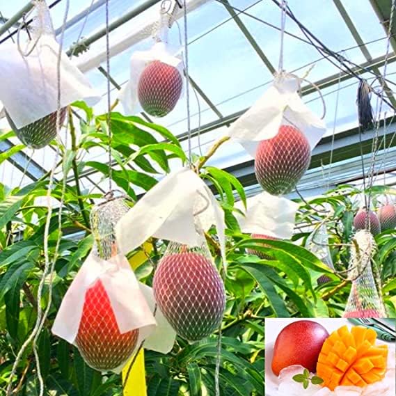 N.G.M.AGROCARE Grafted Original Genetic Japanese Miyazaki Mango Unique ...