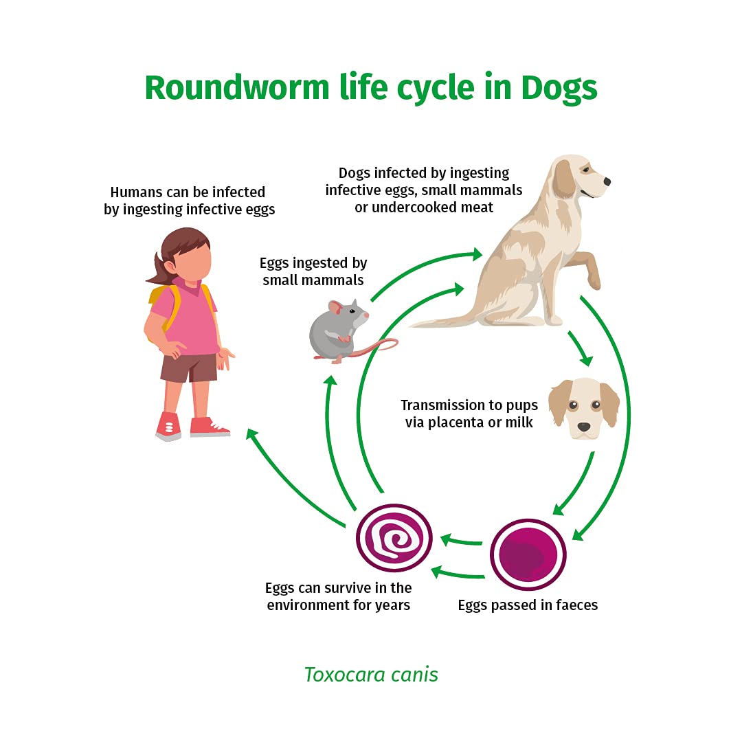 WORM SCREEN Dog (2 tablets): Dog Worming Tablets - Veterinary Licensed ...