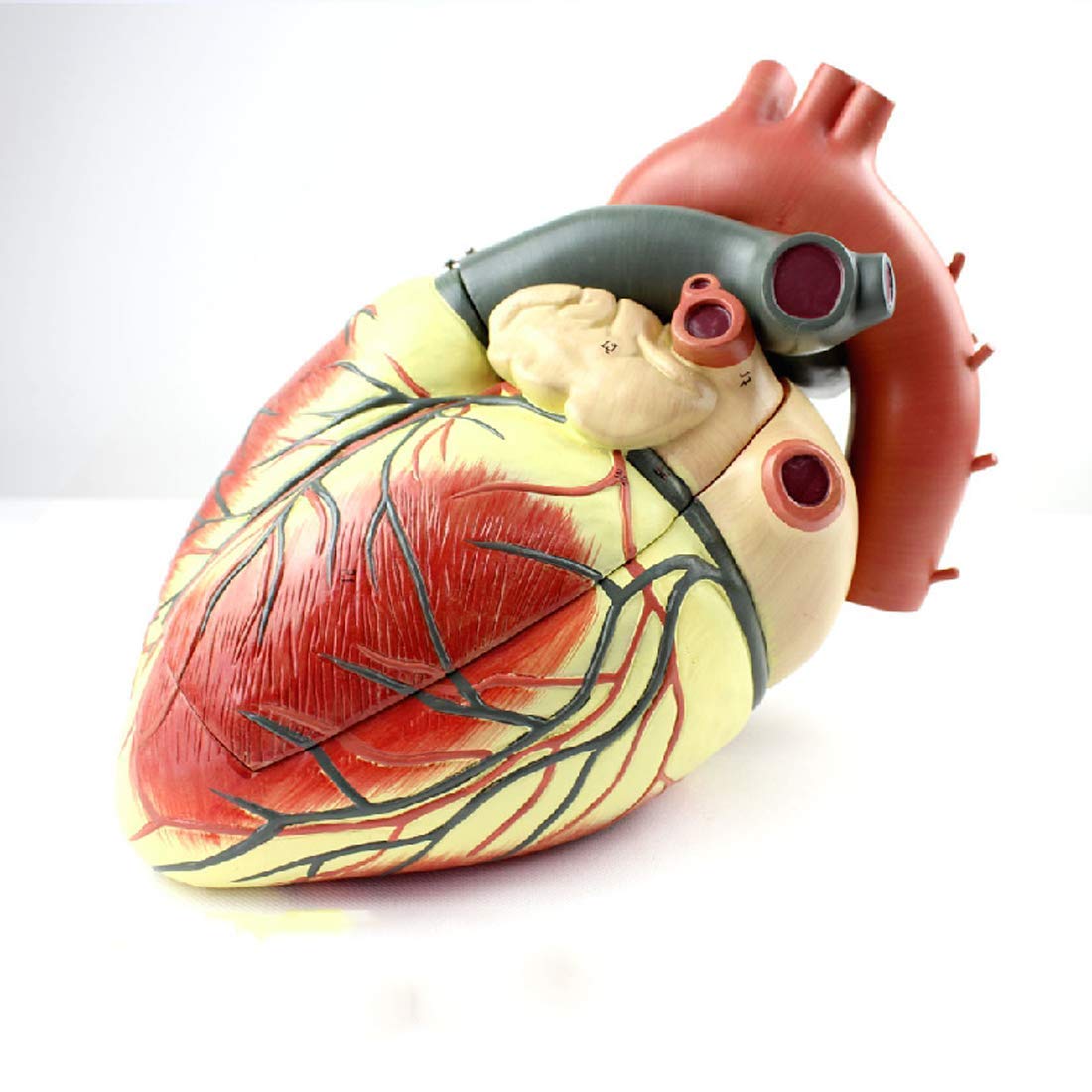 Buy Educational Model Heart Anatomical ment Model, Doctor-Patient ...