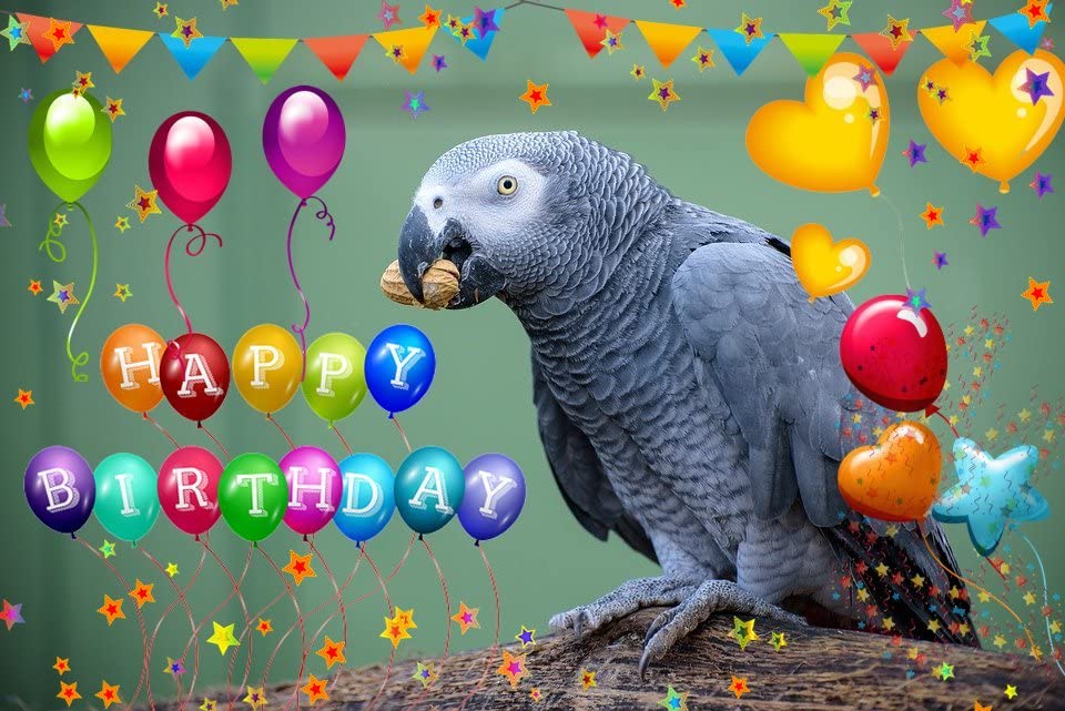 Happy Birthday African Grey Parrot Card A5 : Amazon.co.uk: Handmade ...