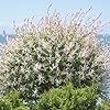 Salix Integra 'Hakuro-nishiki' - Hardy Shrub - Showy Willow - Spring ...
