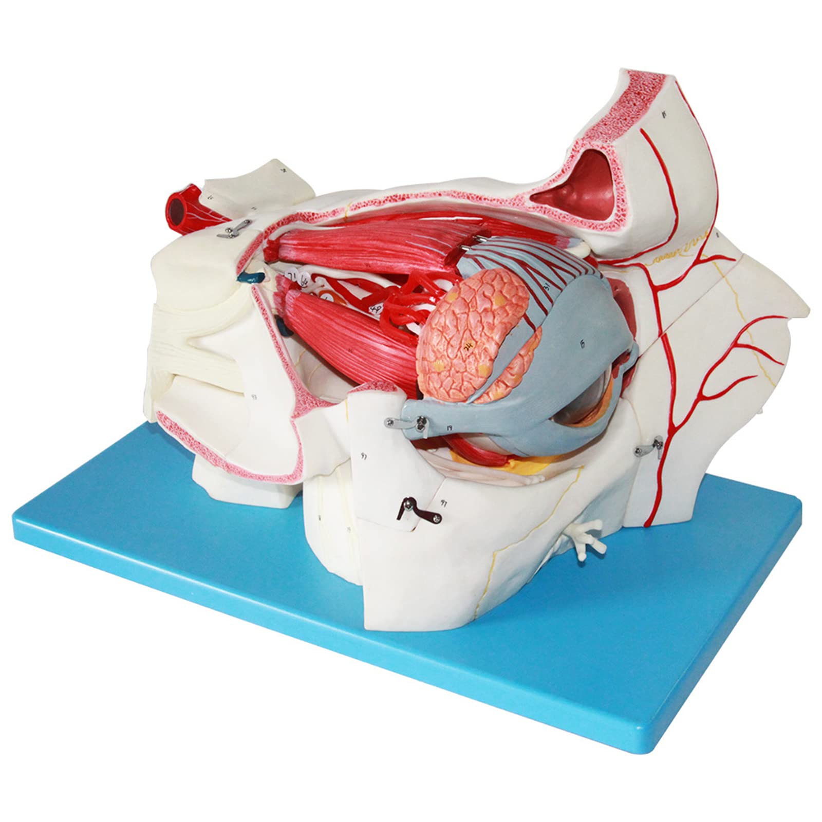 Buy WSXKA Eye Model, Medical Magnified Model of Human Eyeball and ...