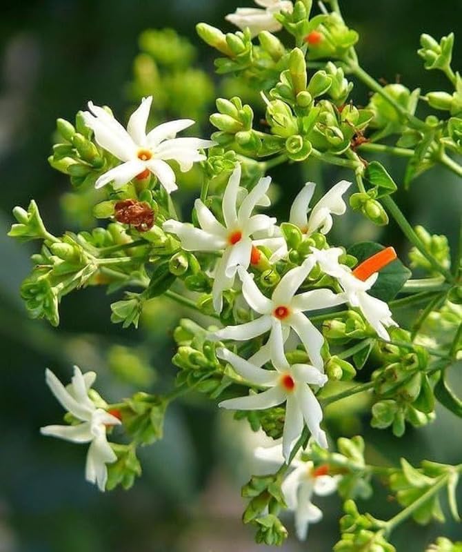 Shuli Flower Plant Hybrid Pack, Of 1 : Amazon.in: Garden & Outdoors