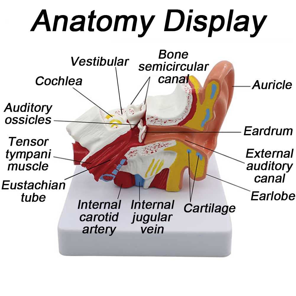 Ear Anatomy And Function