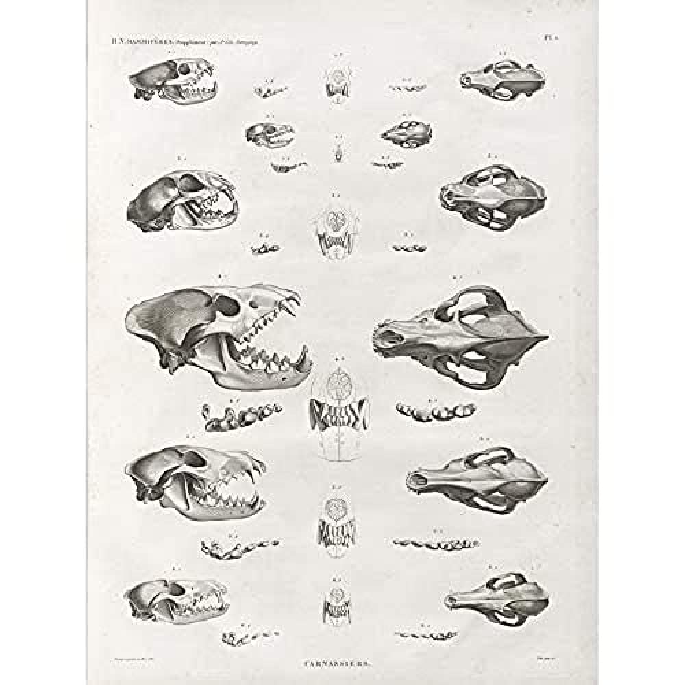 Carnivore Skull 22 Photos & High Res Pictures Getty Images