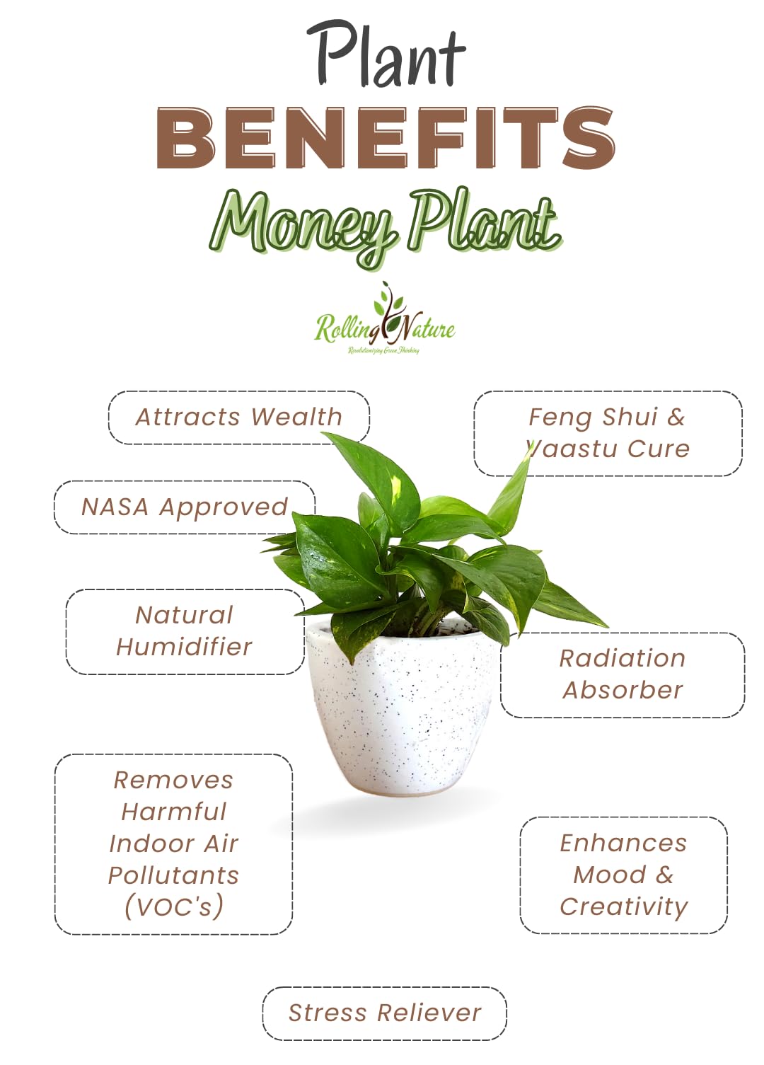 Rolling Nature Good Luck Money Plant in White Round Dew Ceramic Pot ...