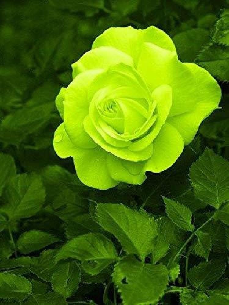 Green Rose Flowers Images Green Rose PNG Transparent Images Free