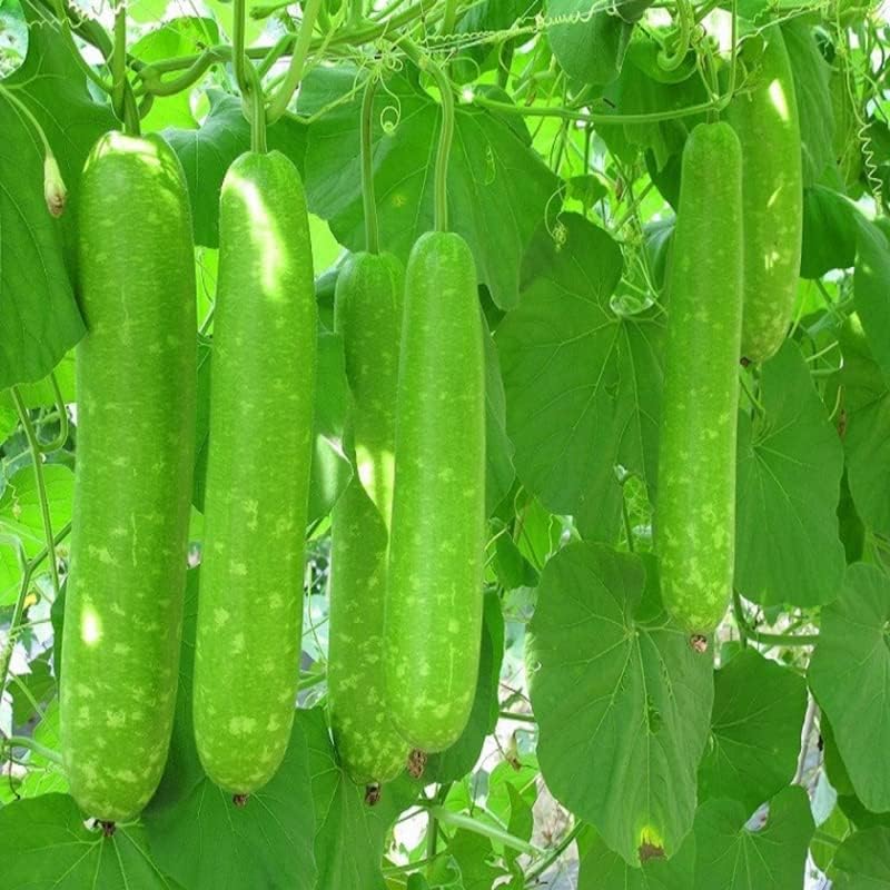 Amazon.com : 25 Long Bottle Gourd Stars Seeds, Vietnamese Gourd Seeds ...