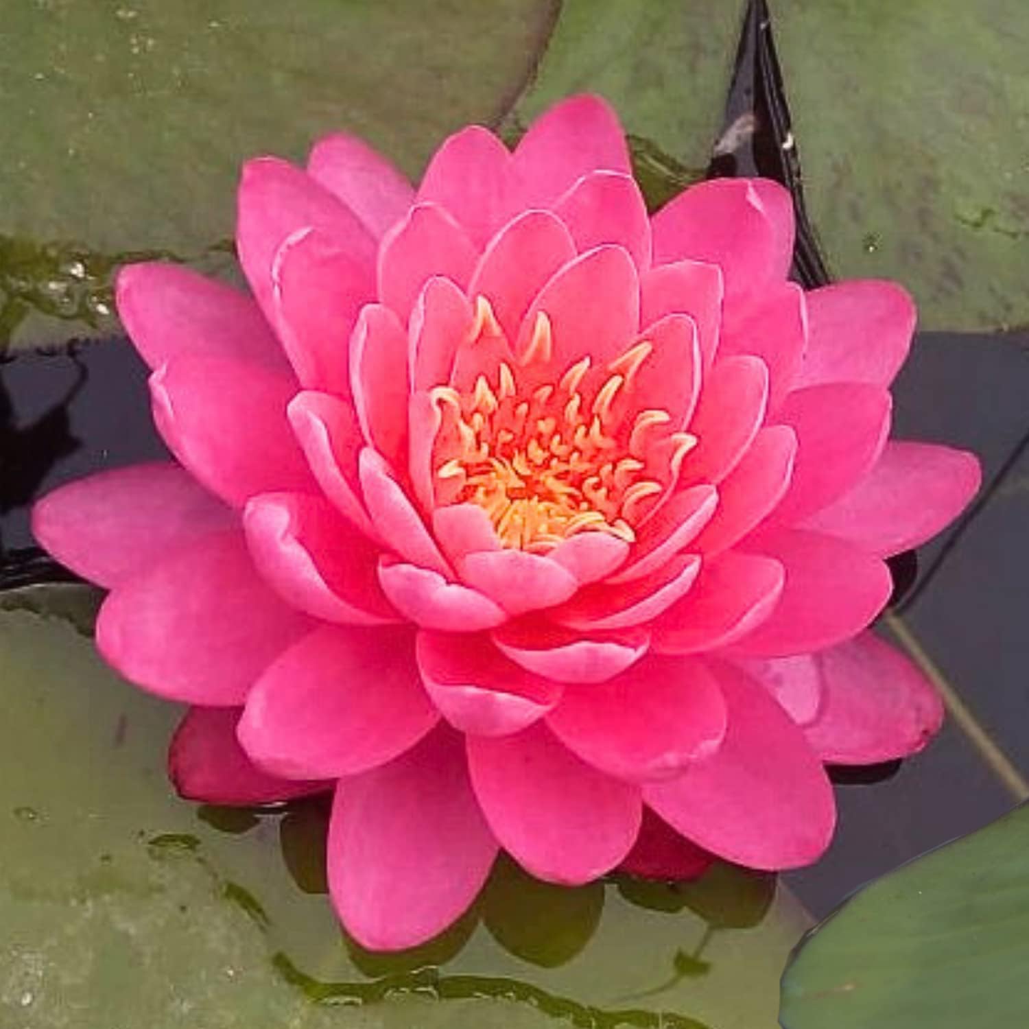 Amazon.com : Mainam Mixed Colorful Hardy Water Lily Tuber Live Aquarium ...