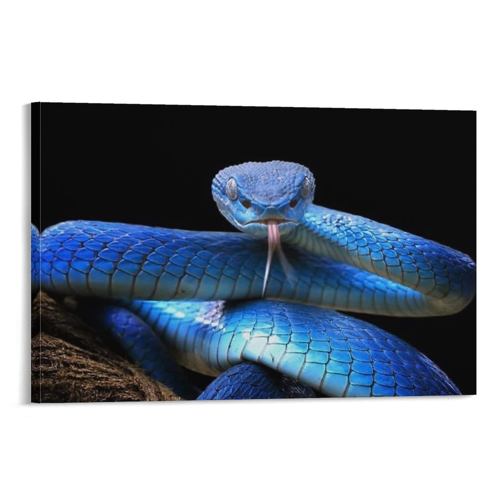 Blue Indigo Snake Poisonous