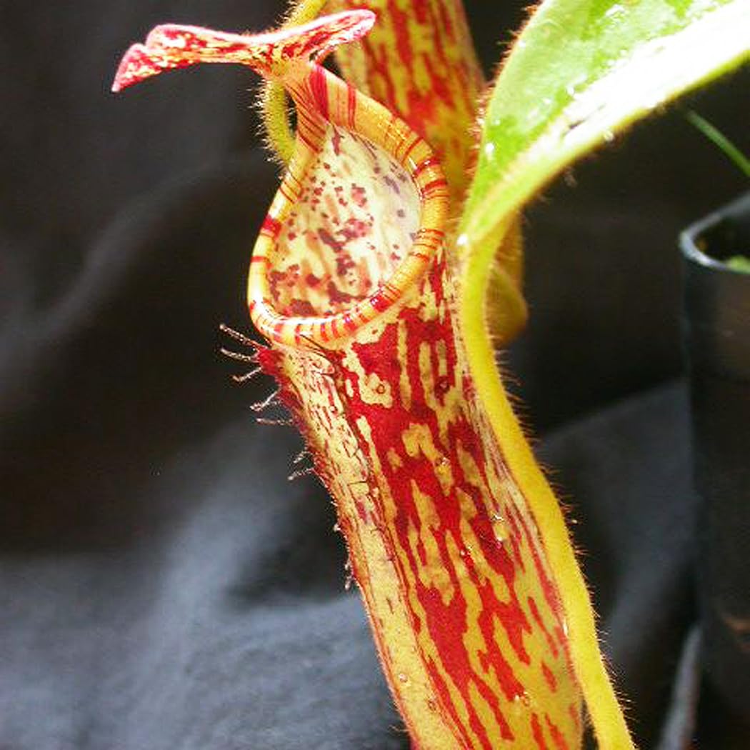 Tropical Pitcher Plant Nepenthes Stenophylla Rare Carnivorous ...