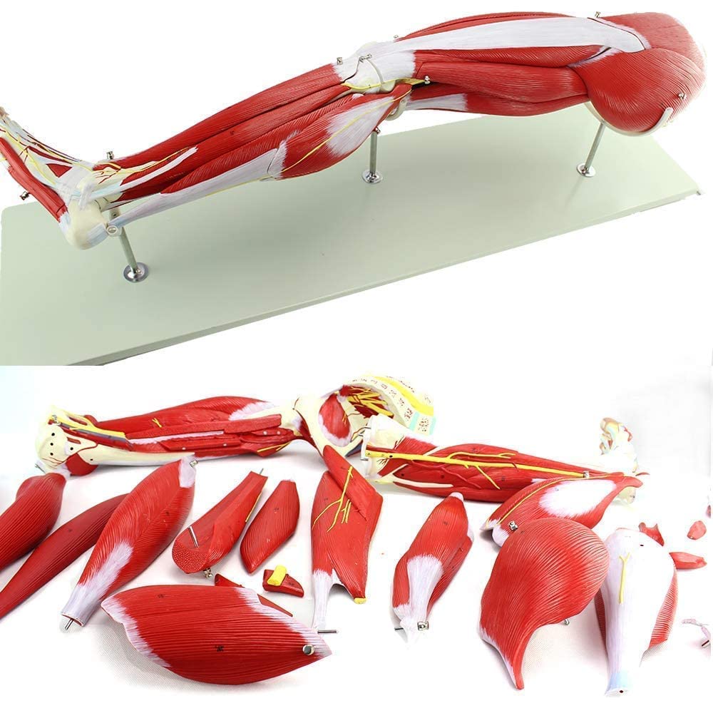 Buy JRZTC Study Model Anatomy Model Muscles, Muscle Leg Model, Human ...