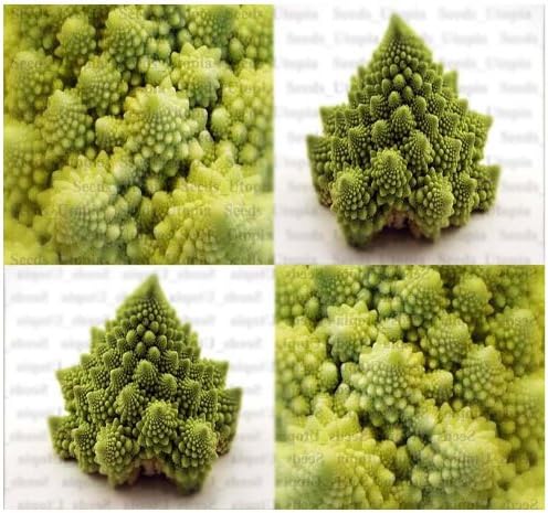 Amazon.com : 20 Veronica Romanesco Broccoflower Cauliflower Seeds ...