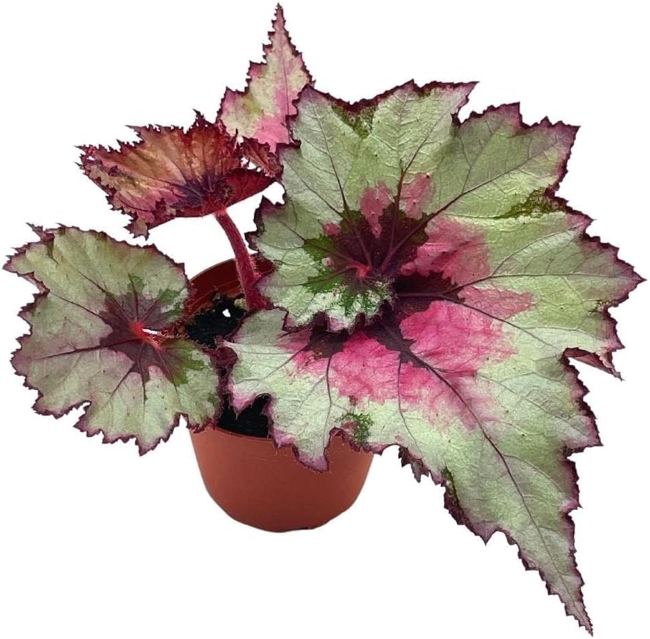 Amazon.com : 50Pcs Begonia Seeds, Coleus Begonia Flower Seeds Bonsai ...