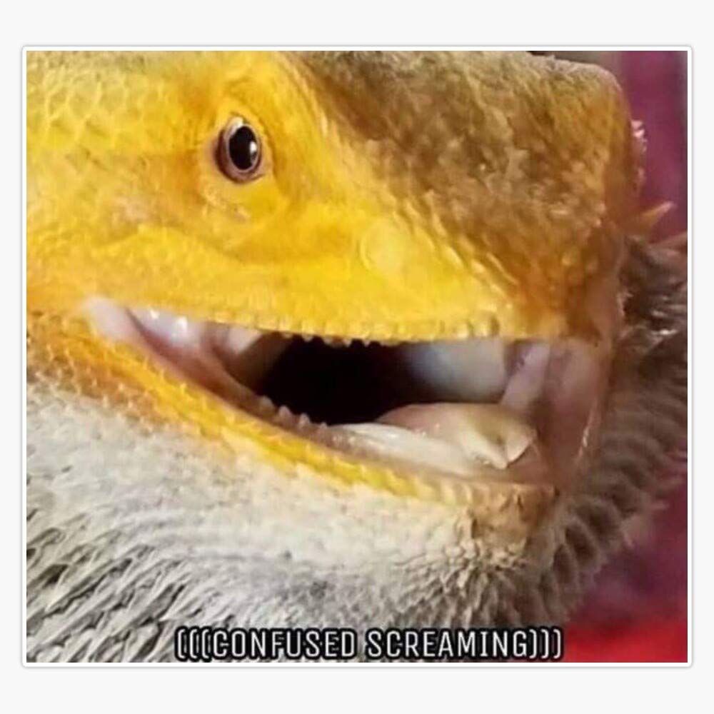 Lizards Memes