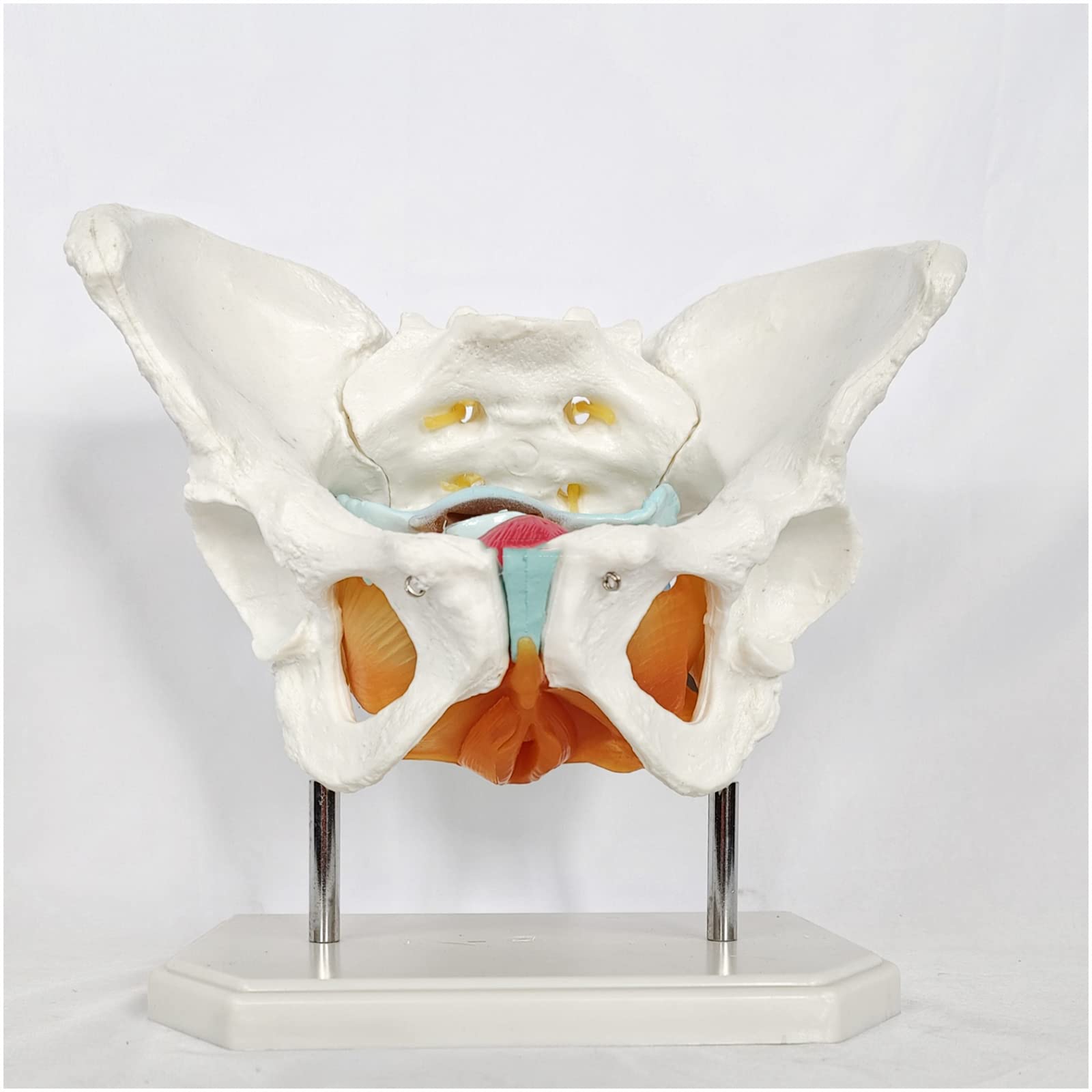 Buy KH66ZKY Pelvic Floor Muscle Model - Removable Female Pelvis Model ...